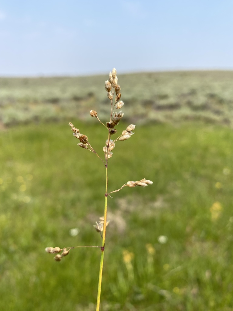 northern sweetgrass from Harney County, US-OR, US on July 25, 2021 at ...