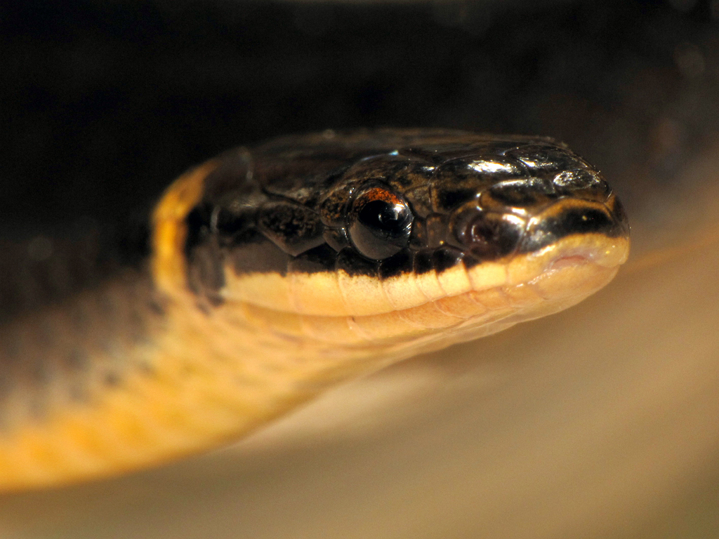 Ring-necked Snakes (Diadophis) - Snakes and Lizards
