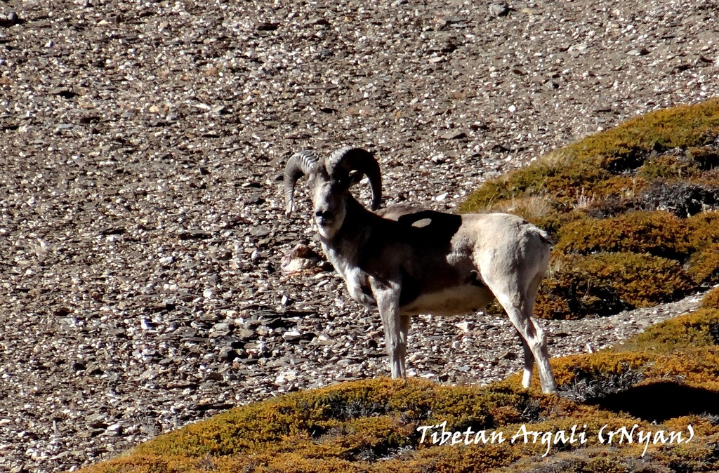 Tibetan Argali in September 2016 by cnarraway. Lobzang Visuddha ...