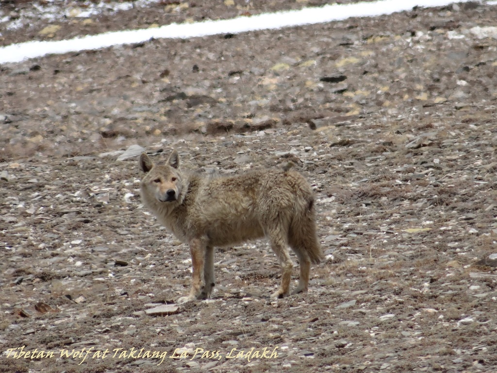 Tibetan Wolf (Canis lupus filchneri) - Know Your Mammals