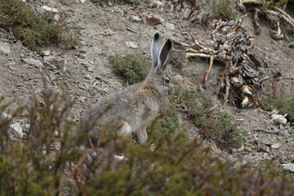 Woolly Hare from Ladakh on September 4, 2016 by cnarraway. Lobzang ...