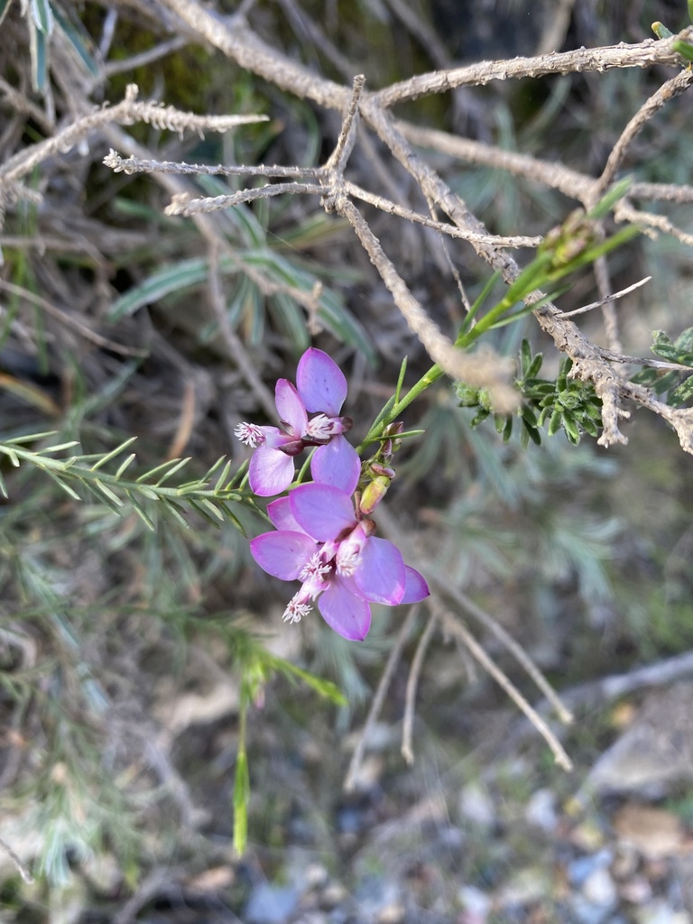 (Polygala meridionalis) - Botanical Realm