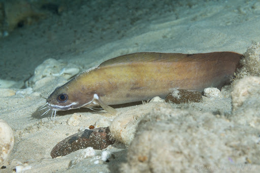 Cusk-eels (Ophidiidae) - Marine Life Identification