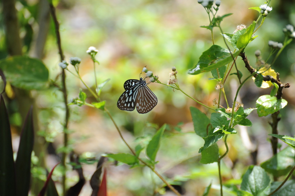 Ceylon Blue Glassy Tiger from wu kai sha hong kong on July 13, 2012 by ...