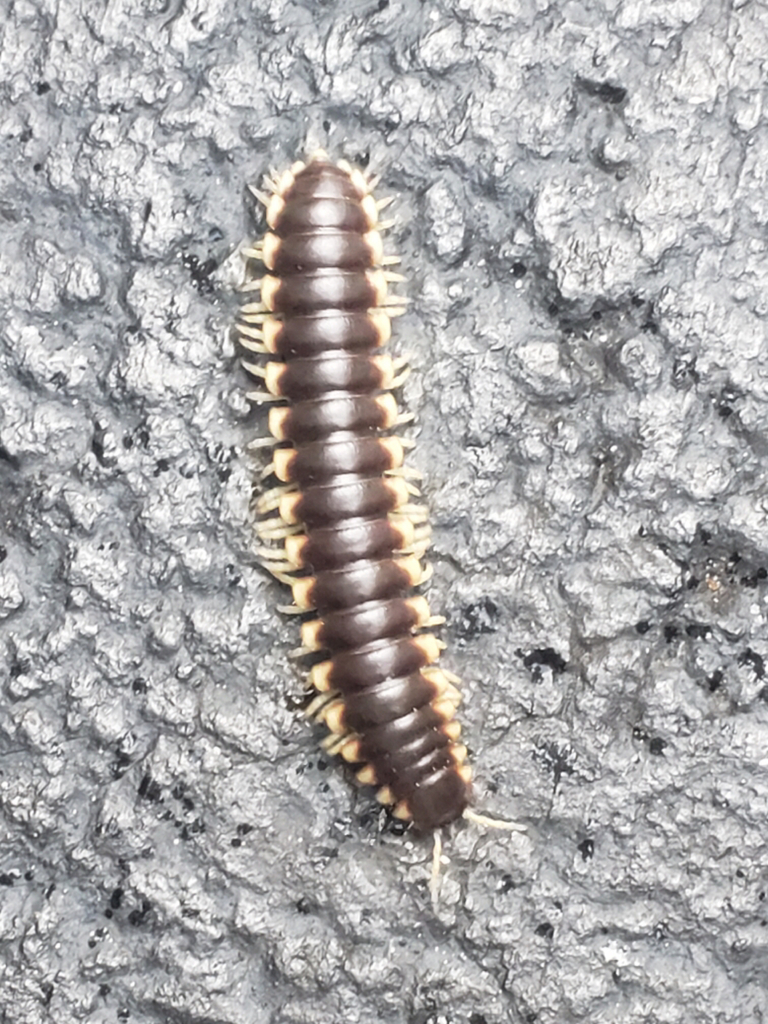 Pachydesmus from Savannah on July 26, 2021 at 12:39 PM by paketche ...