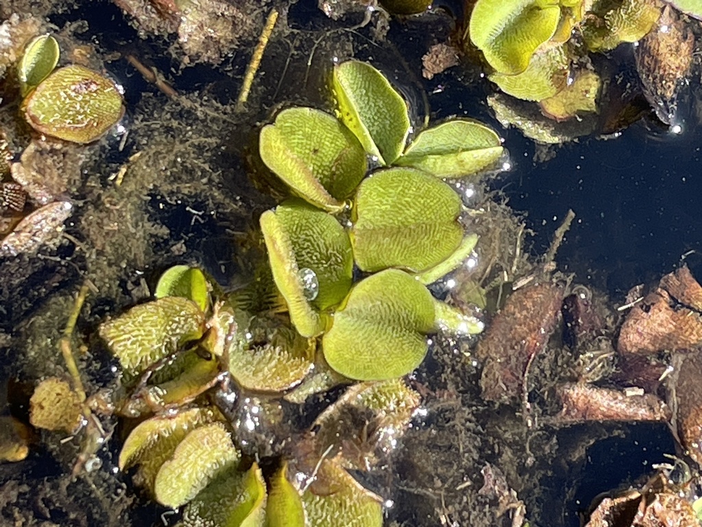 Giant Salvinia from Golf at Royal Pines Resort, Benowa, QLD, AU on July ...