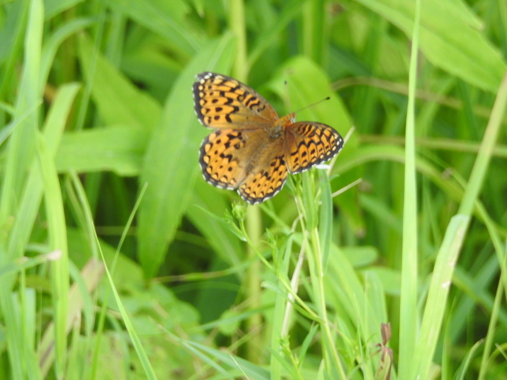 Atlantis Fritillary from Manitoba, Canada on July 25, 2021 at 08:32 PM ...