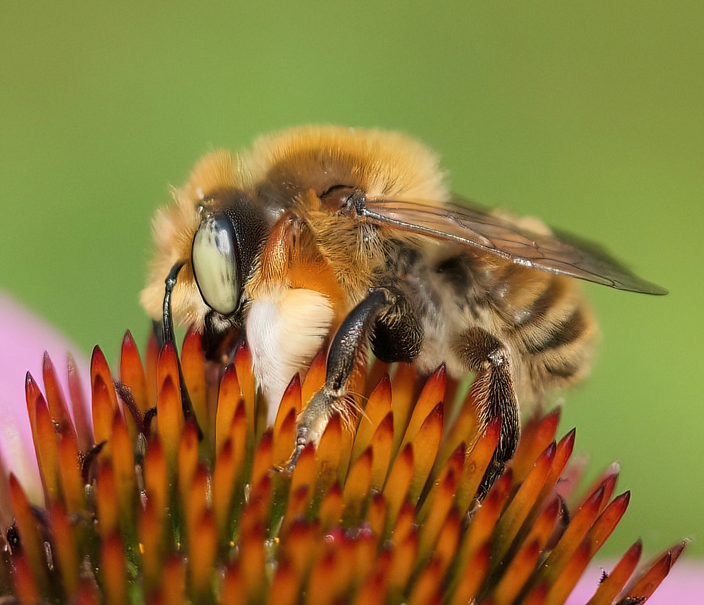 broad-handed leafcutter bee from Albany County, NY, USA on July 26 ...