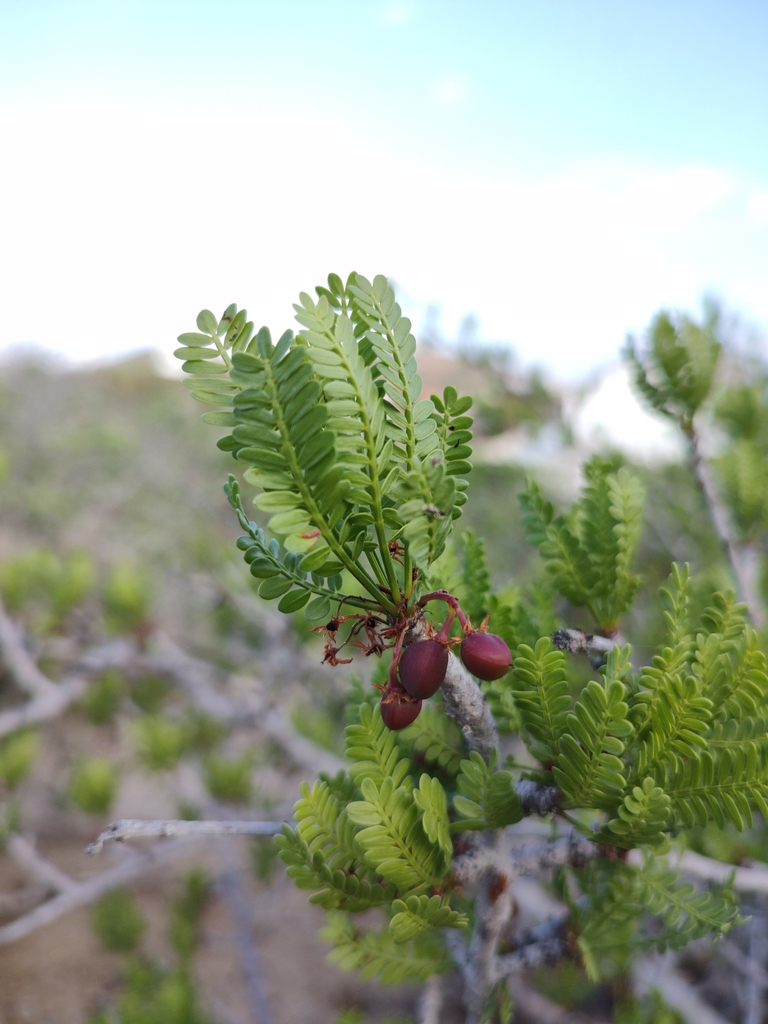 elephant tree from La Paz, B.C.S., México on July 26, 2021 at 06:36 PM ...