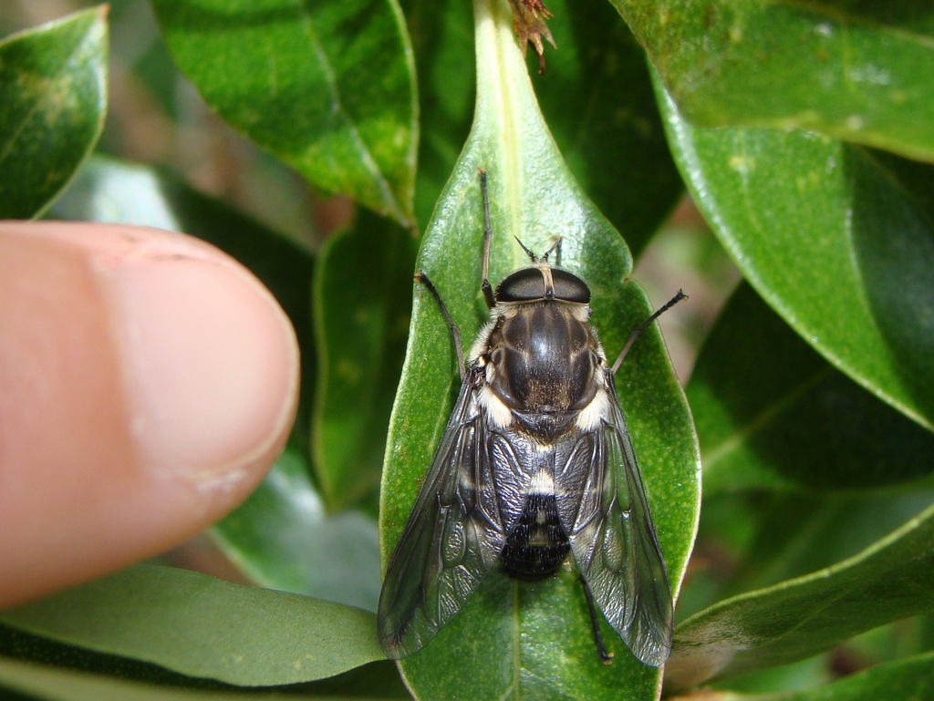 Bush Gad Fly from Featherston on January 03, 2015 by Lisa Bennett ...
