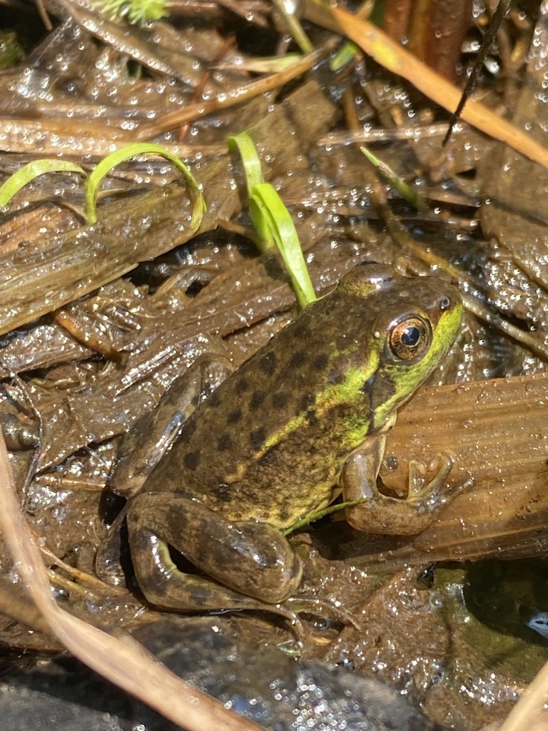 Mink Frog in July 2021 by Ryne Rutherford · iNaturalist