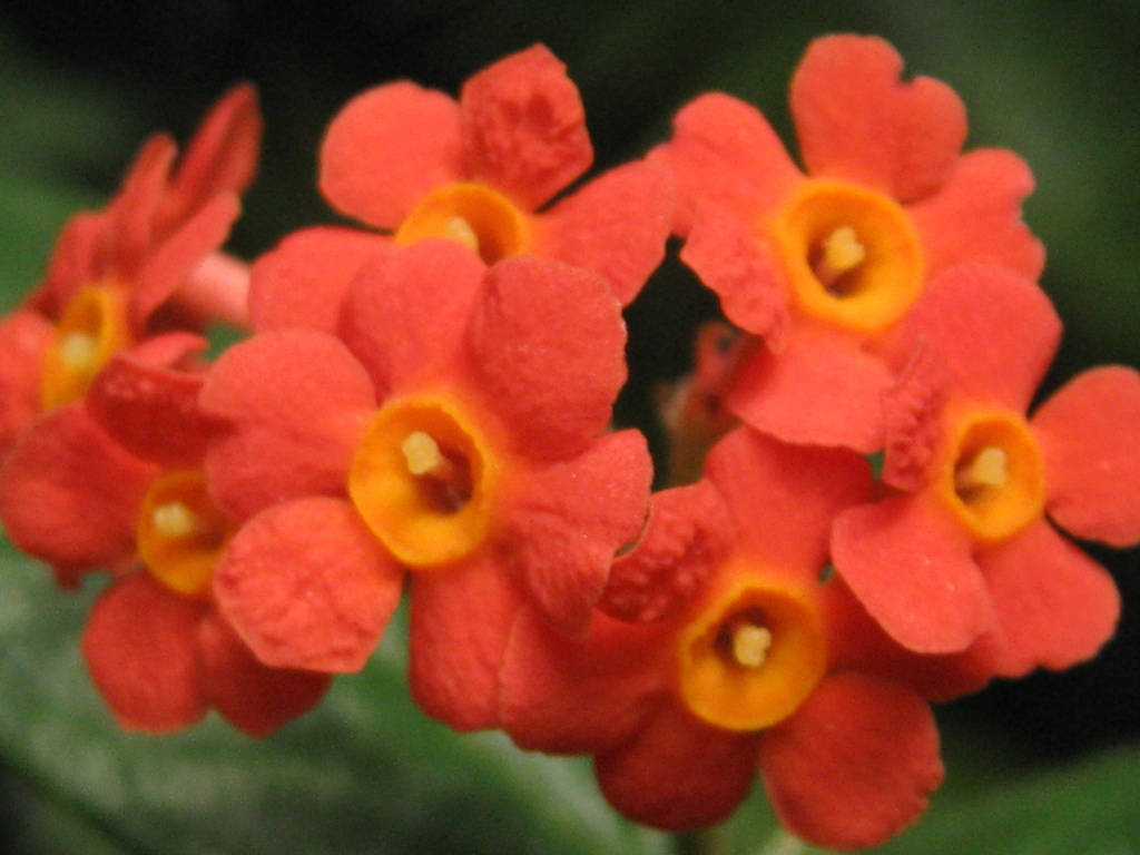 Rondeletia odorata (A Field Guide To The Plants and Flowers of Panama ...