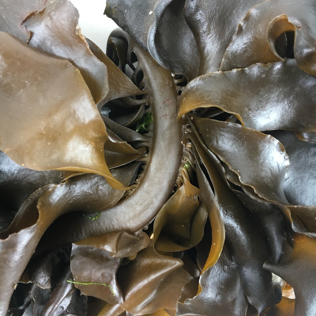 Alaria from Admiralty Island, AK, US on July 26, 2021 at 03:16 PM by ...