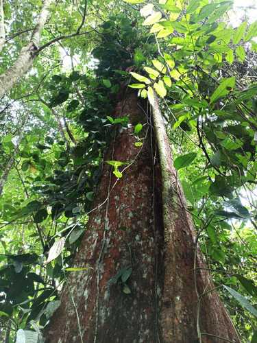 Huberodendron patinoi · iNaturalist