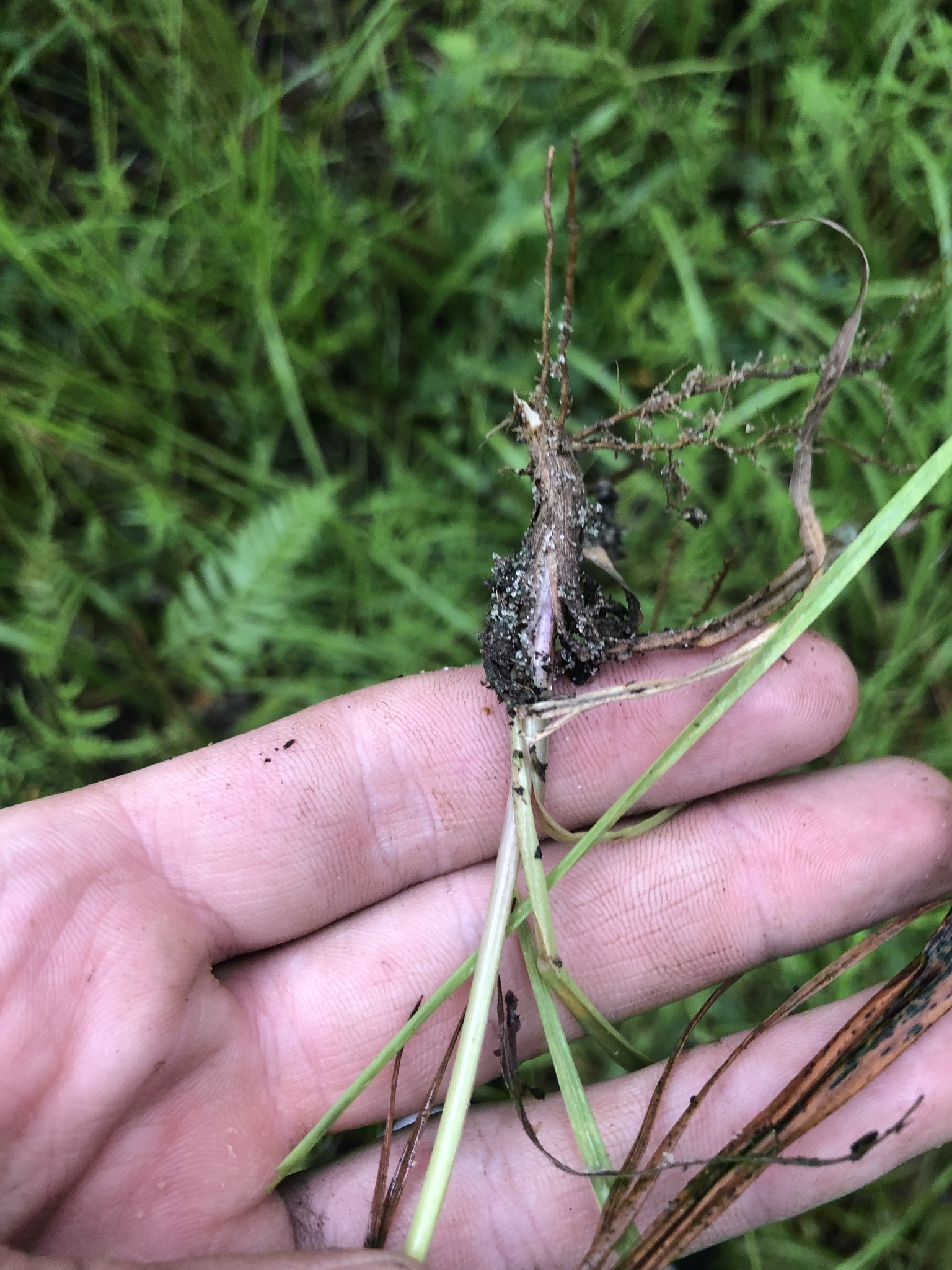 Paspalum nicorae Parodi