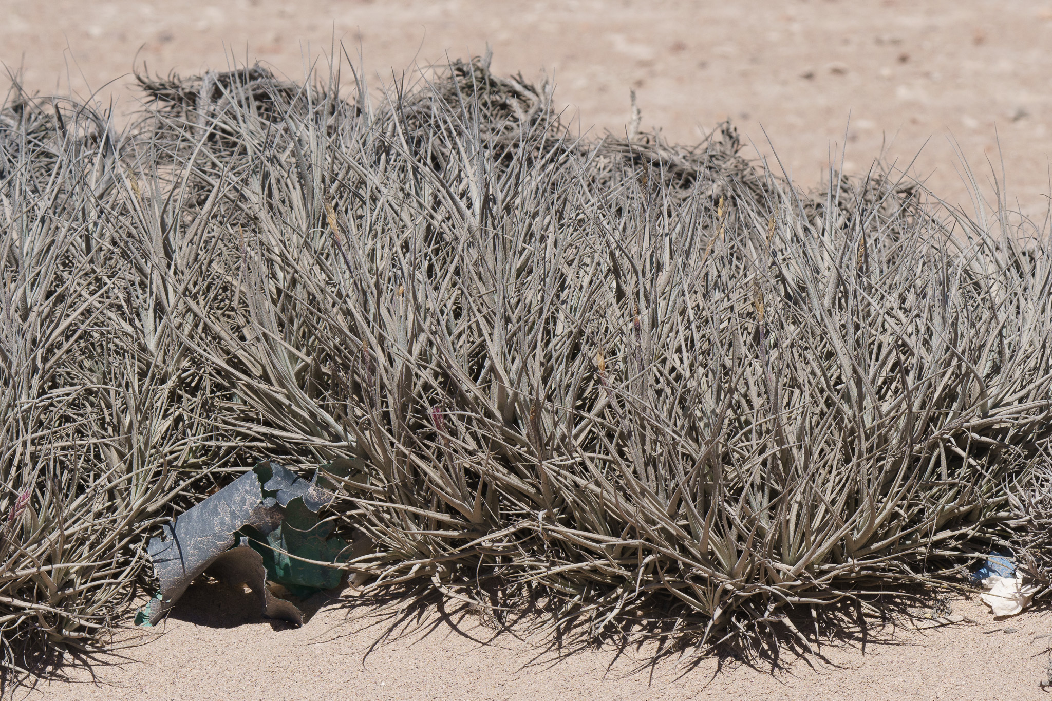 Tillandsia marconae W.Till & Vitek