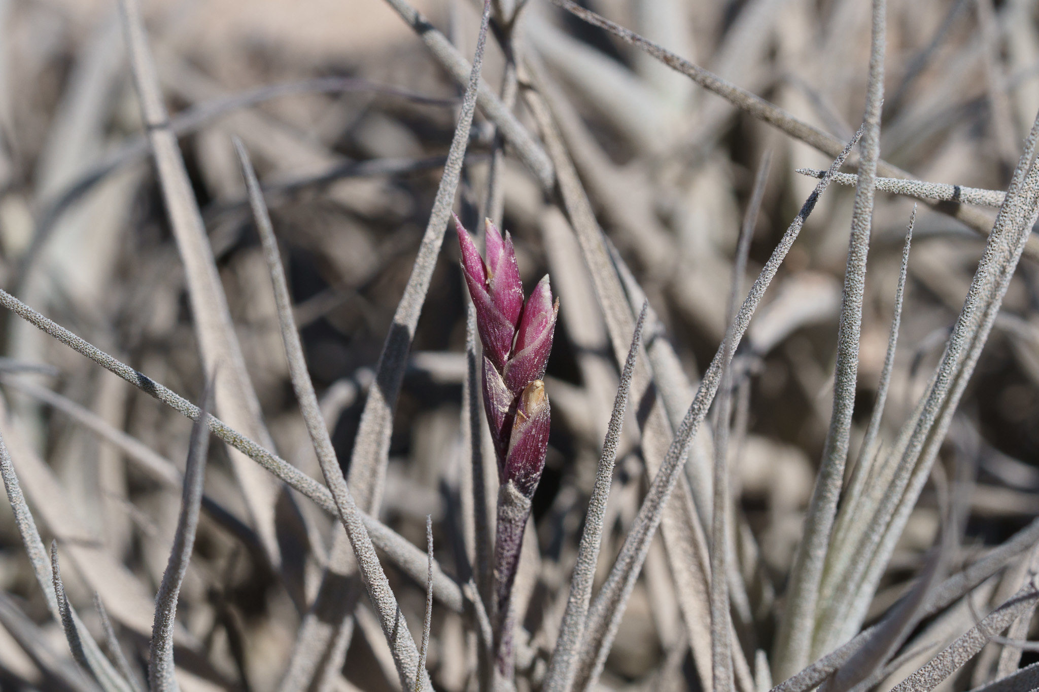 Tillandsia marconae W.Till & Vitek
