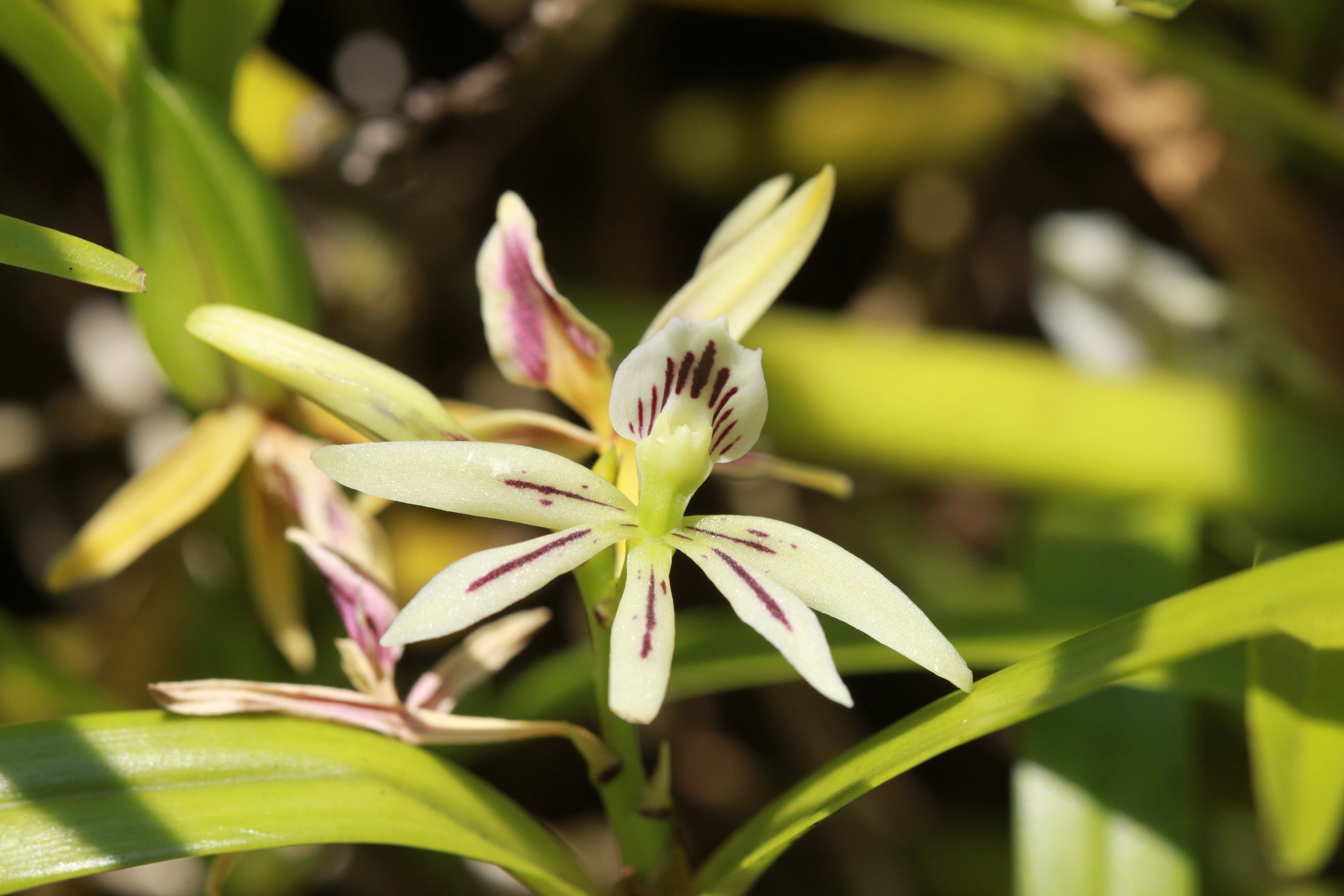 Prosthechea abbreviata (Schltr.) W.E.Higgins