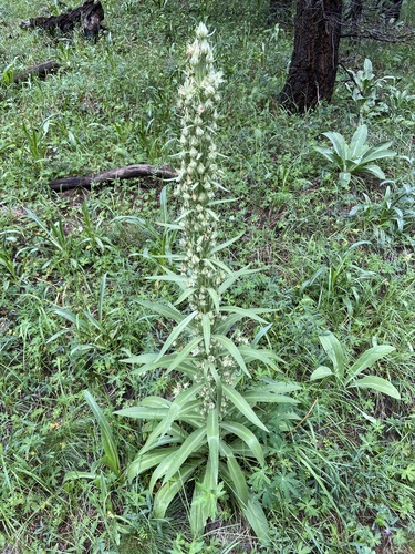 Observations by logan-berner · iNaturalist