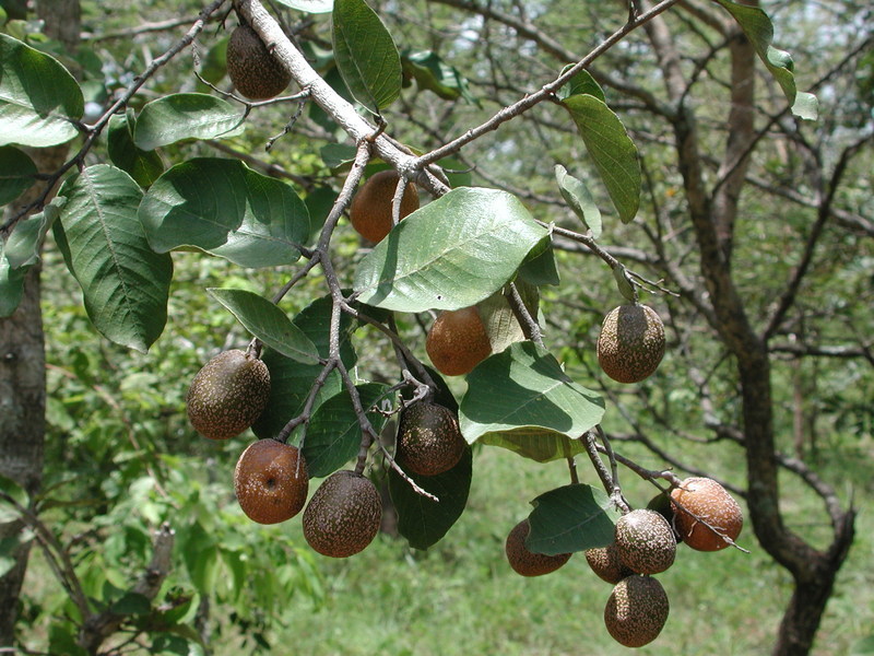 Mobola Plum (Parinari curatellifolia) – Botanical Realm