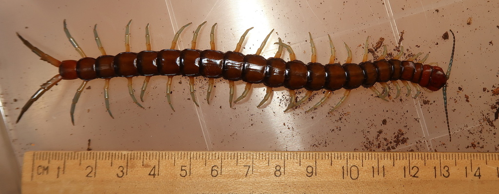 New Zealand giant centipede from Waihi, New Zealand on July 26, 2021 at ...