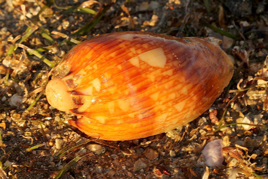 Melo georginae from King Is, Wellington Point QLD 4160, Australia on ...