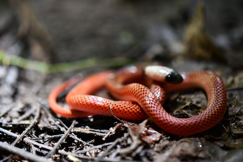 Black-collared Snake (Drepanoides anomalus) - Snakes and Lizards