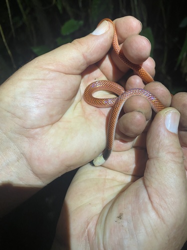 Black-collared Snake (Drepanoides anomalus) - Snakes and Lizards