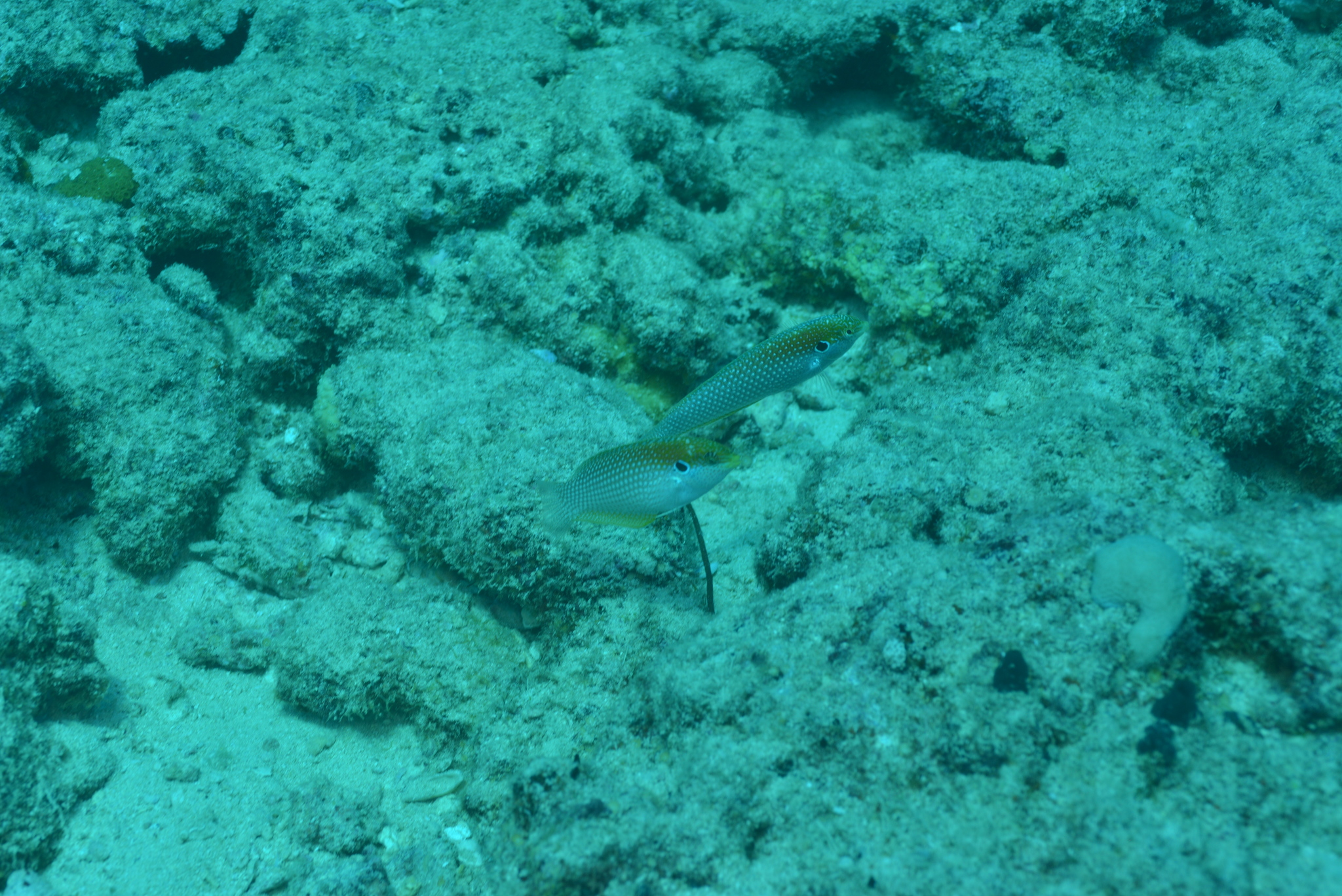 Macropharyngodon kuiteri Randall, 1978