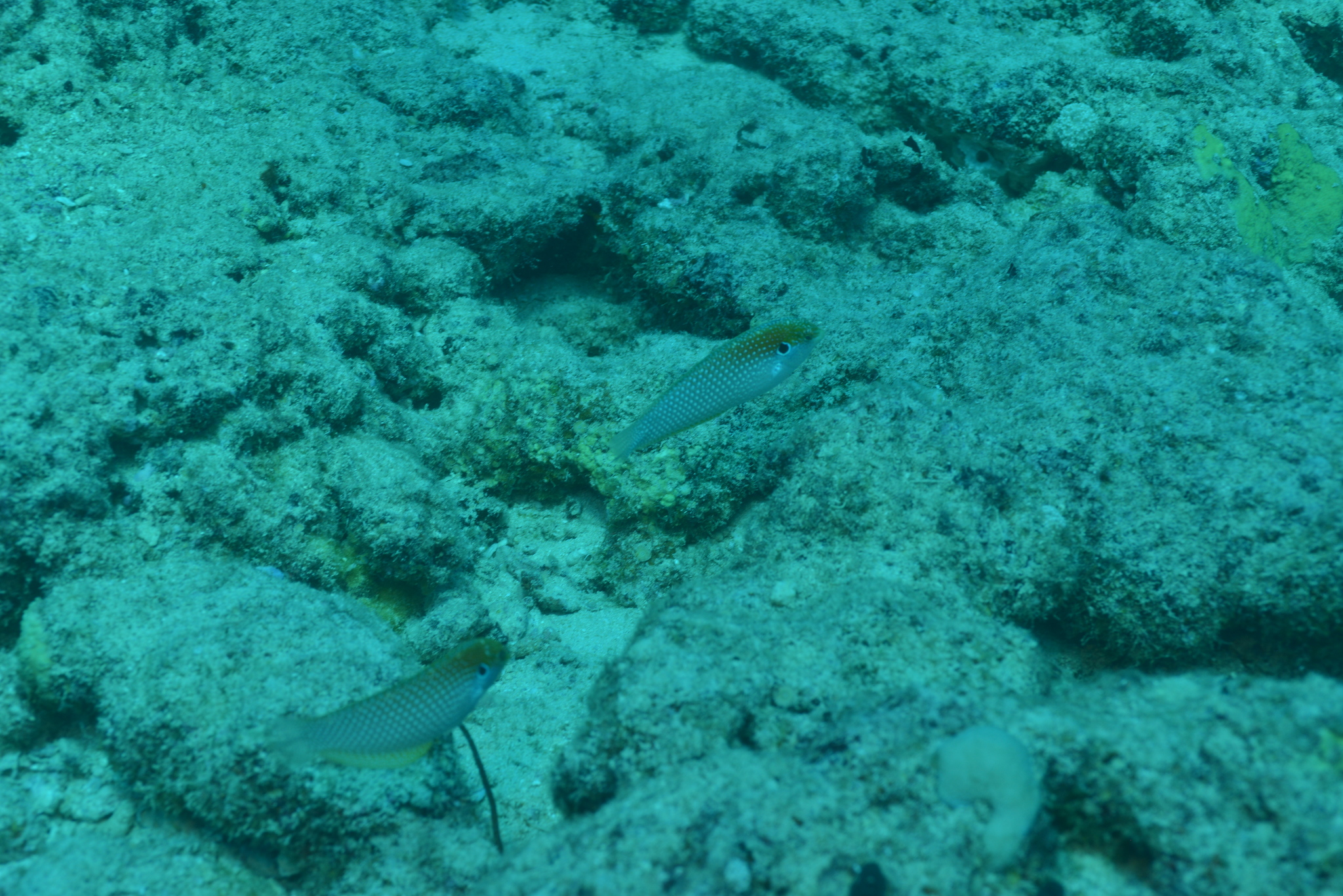 Macropharyngodon kuiteri Randall, 1978