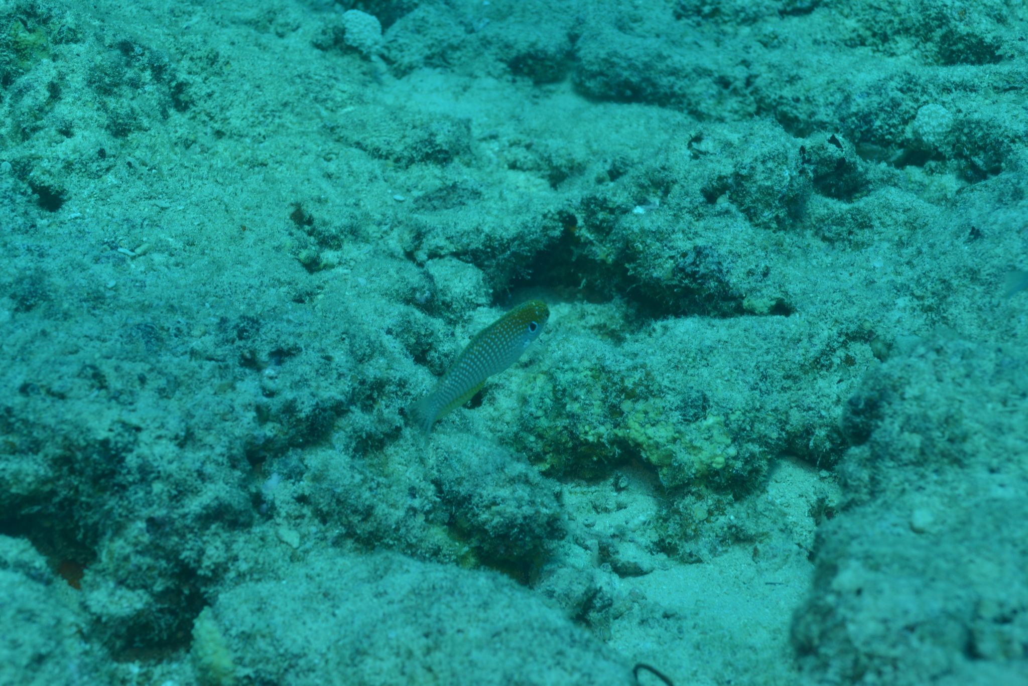 Macropharyngodon kuiteri Randall, 1978