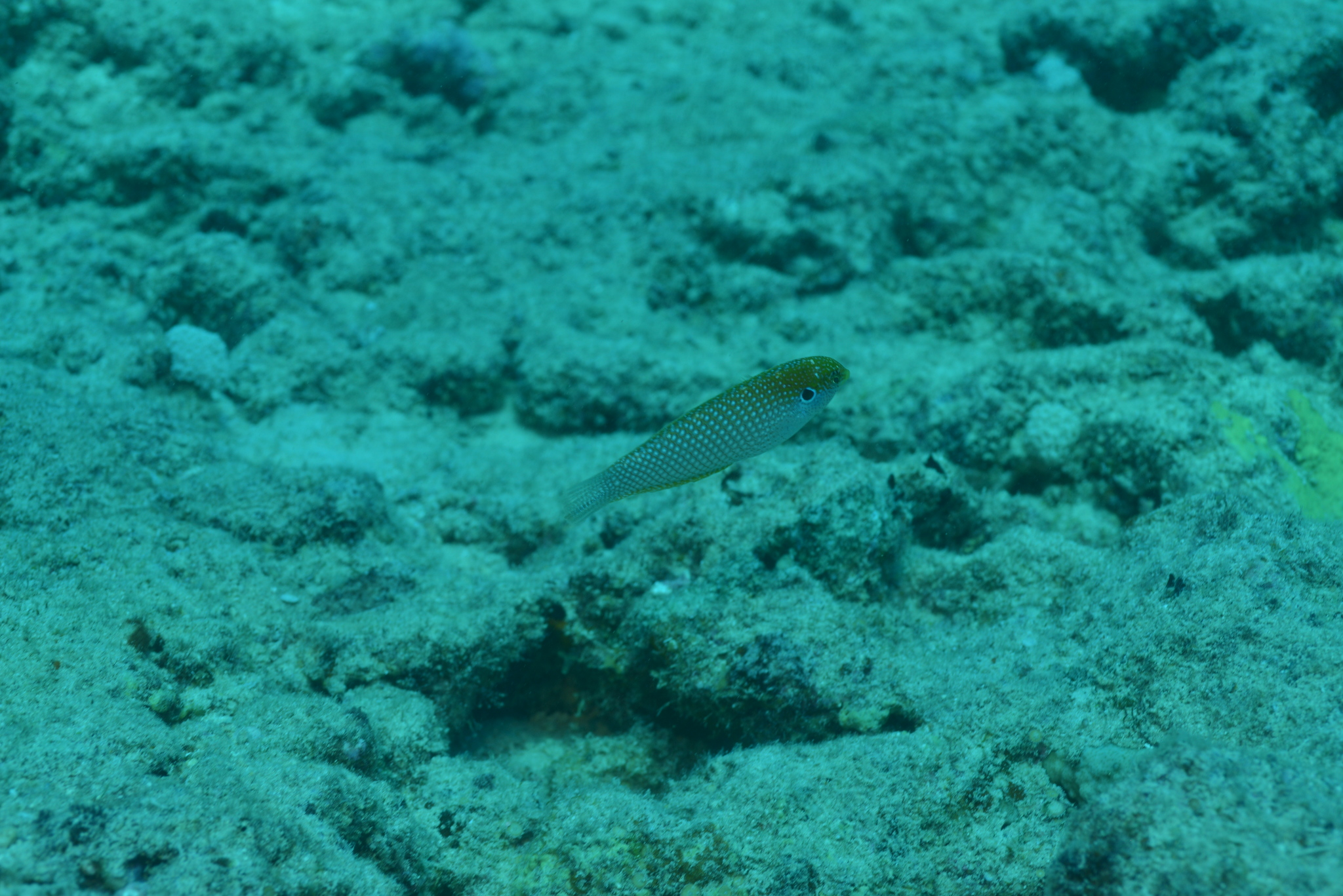 Macropharyngodon kuiteri Randall, 1978