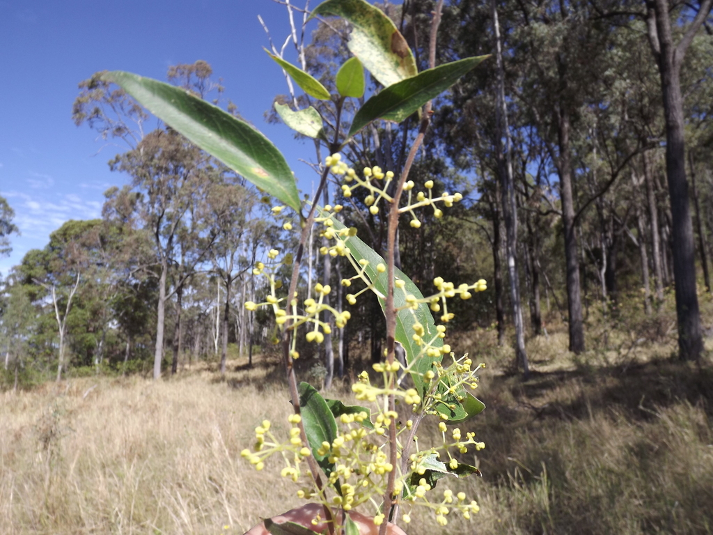 Notelaea longifolia from Croftby QLD 4310, Australia on July 24, 2016 ...