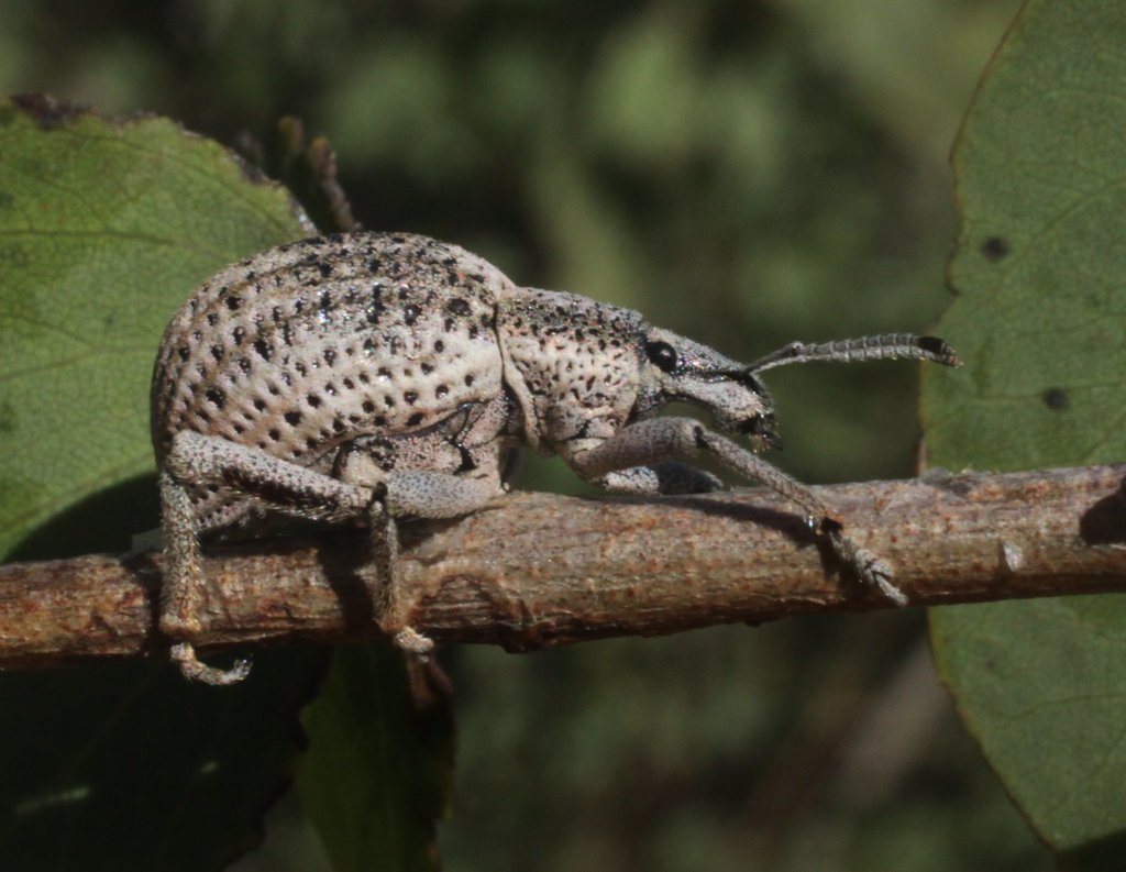 Leptopius from Roebuck WA 6725, Australia on May 22, 2010 by geoffbyrne ...