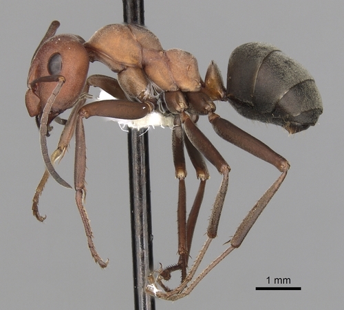 Formica ravida · iNaturalist United Kingdom