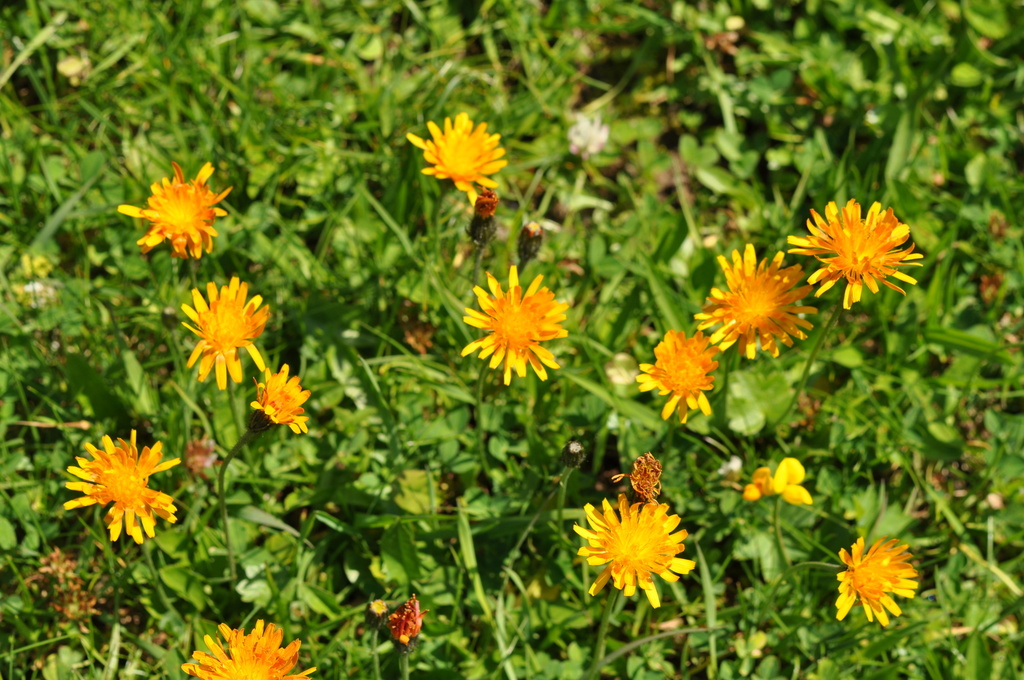Golden Hawksbeard (Crepis aurea) - Botanical Realm