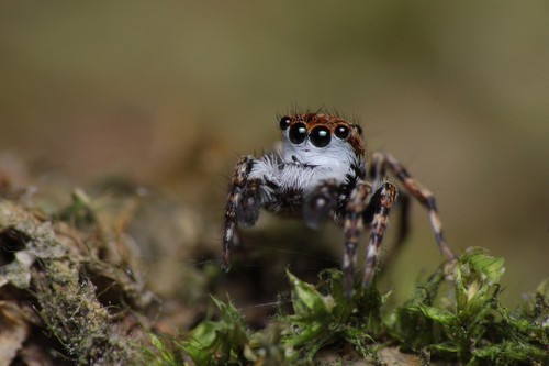 Curubis tetrica · iNaturalist Mexico