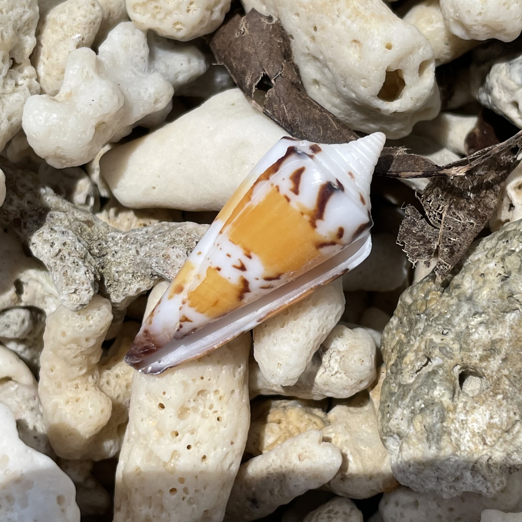 Conus generalis Linnaeus, 1767
