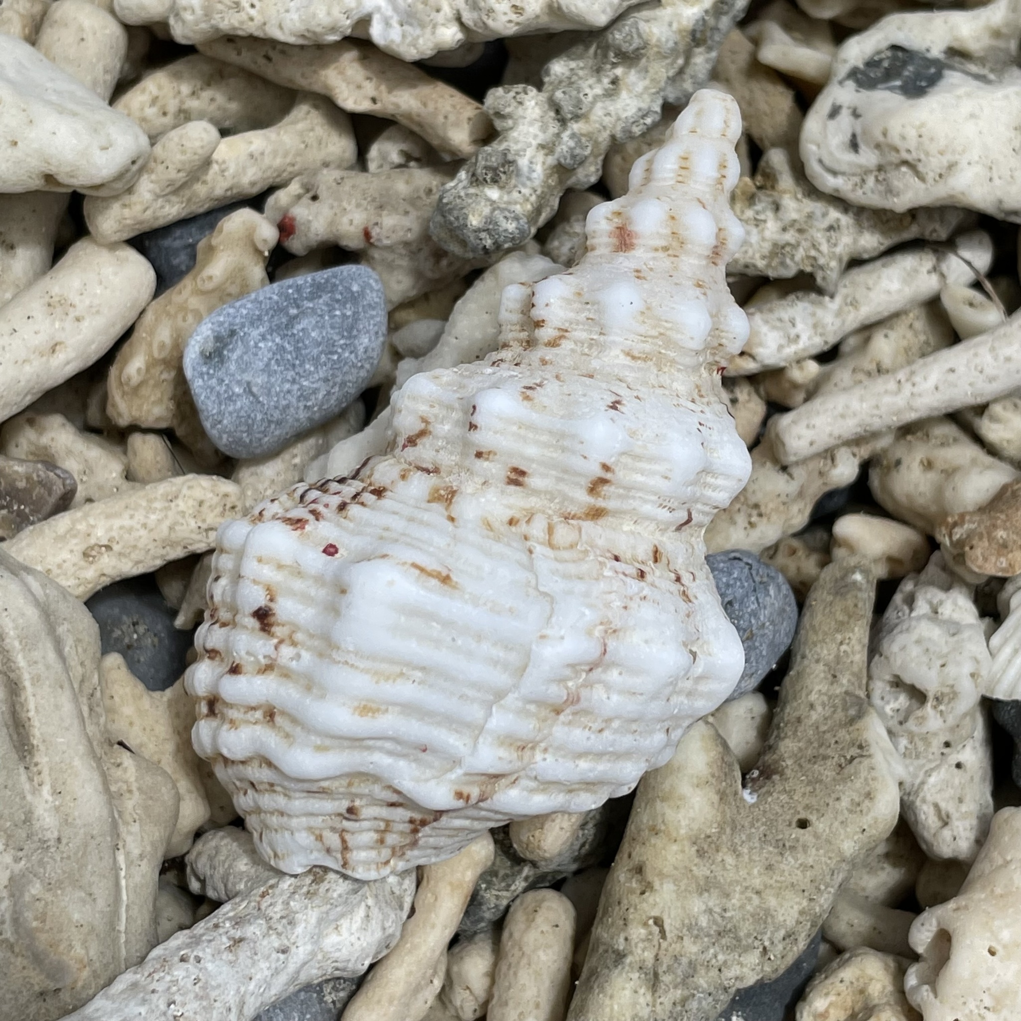 Marmorofusus nicobaricus (Röding, 1798)