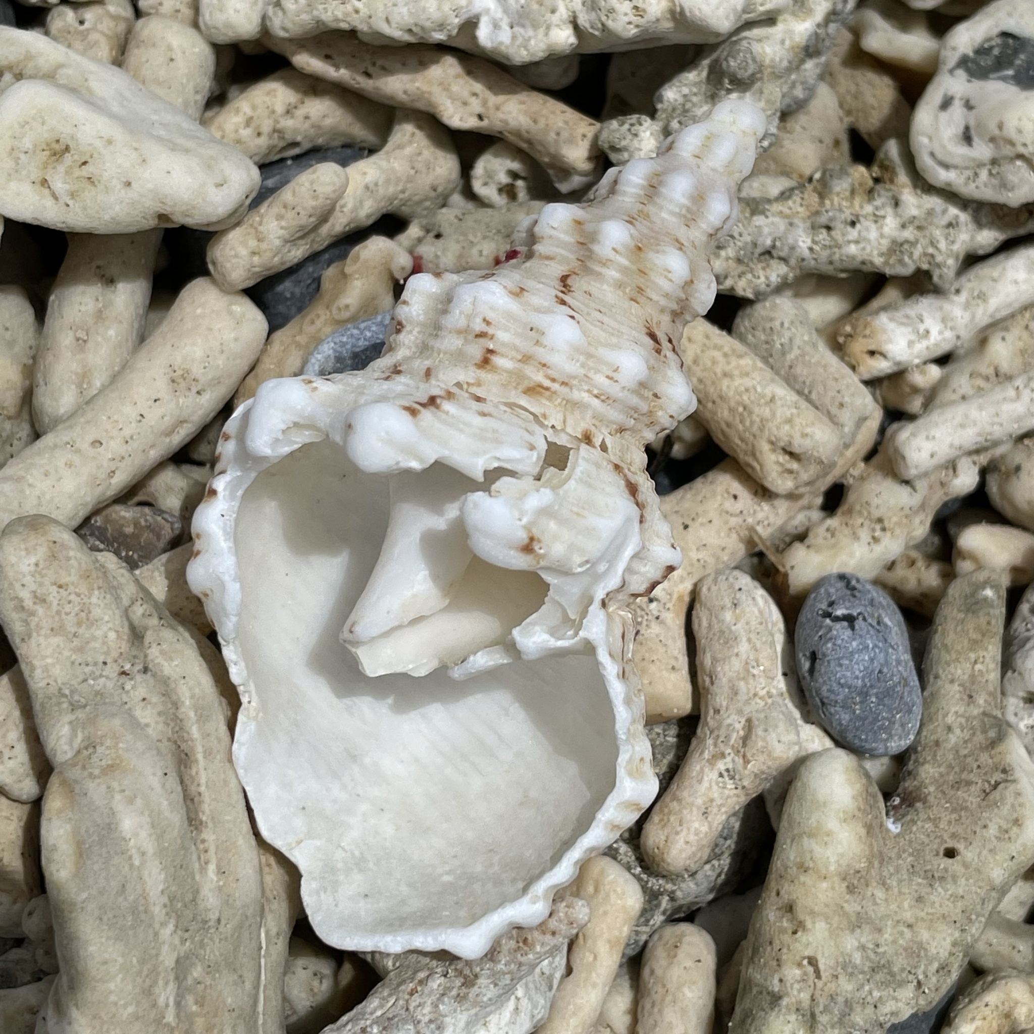 Marmorofusus nicobaricus (Röding, 1798)