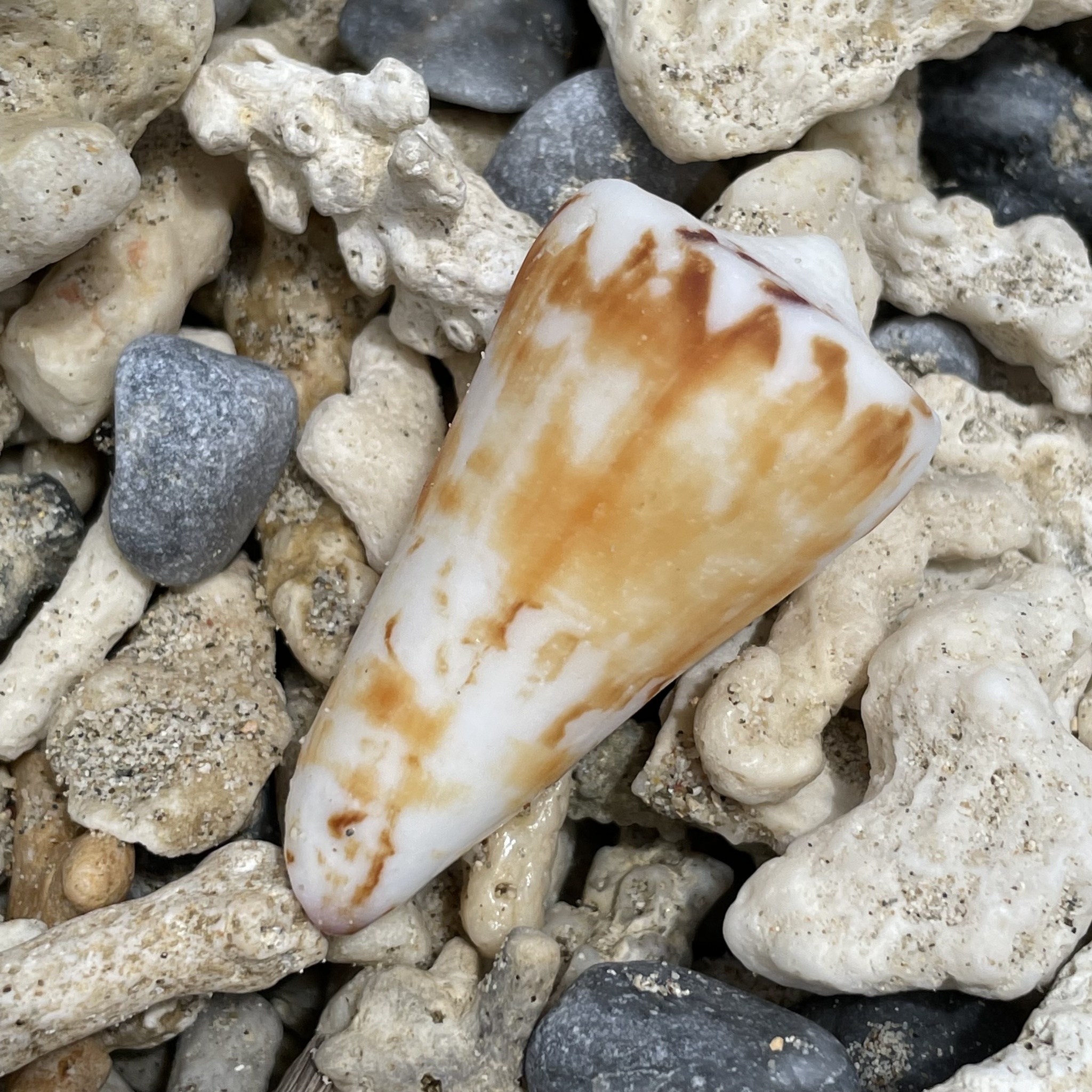Conus generalis Linnaeus, 1767