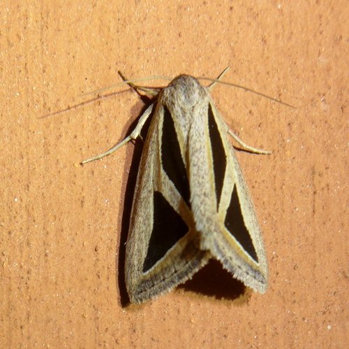 Chalciope pusilla · iNaturalist