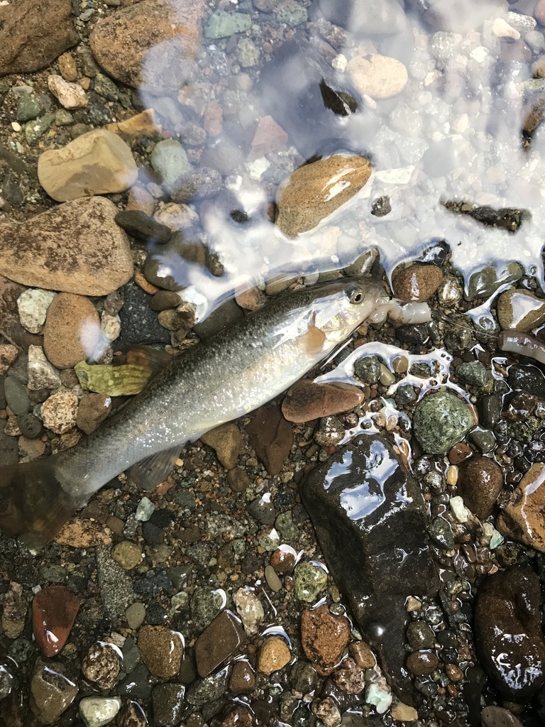 Rhynchocypris in July 2021 by heybrows · iNaturalist