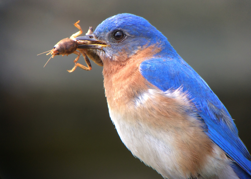 Eastern Bluebird from Matterhorn Rd, Jacksonville, FL 32216, USA on ...