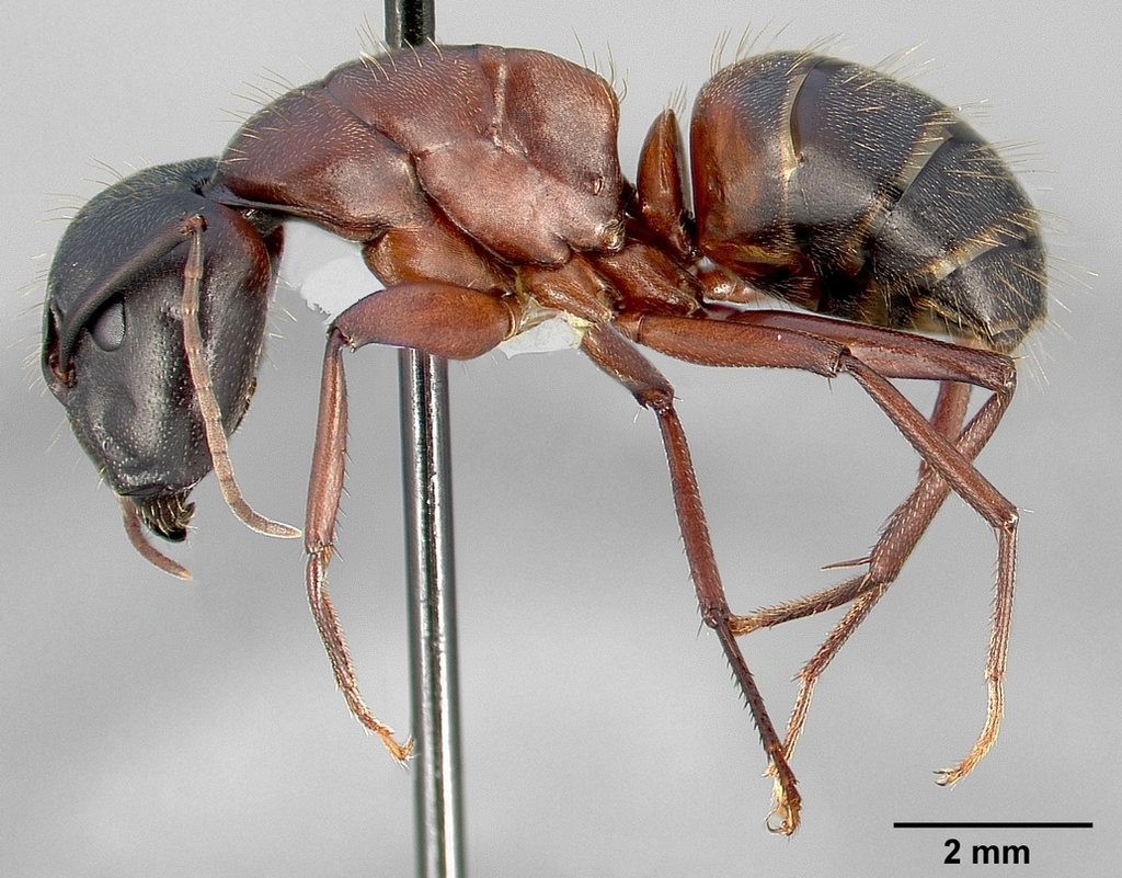 Bicolored Carpenter Ant (Ants of San Francisco) · iNaturalist
