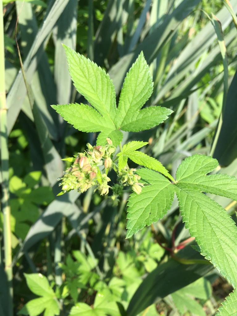 Japanese Hops from McClennen Park, Arlington, MA, US on July 27, 2021 ...