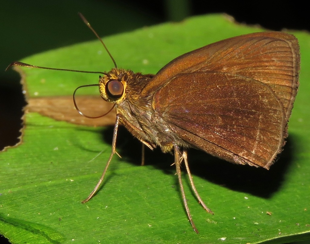 Saltarina Facilis (Insectos de Veracruz. Part 2B Lepidoptera ...