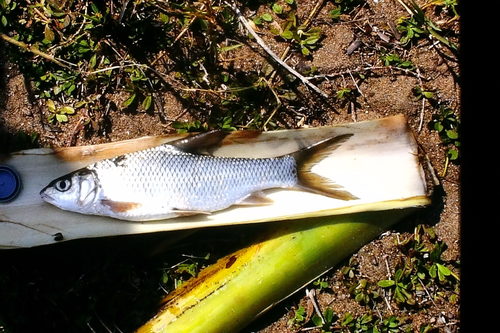 Labeobarbus leleupanus · iNaturalist