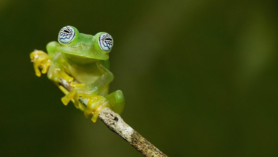 Ghost Glass Frog from San Carlos, CR-AL, CR on March 7, 2018 at 06:00 ...