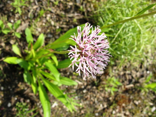 Appalachian Barbara's-buttons (Marshallia grandiflora) · iNaturalist